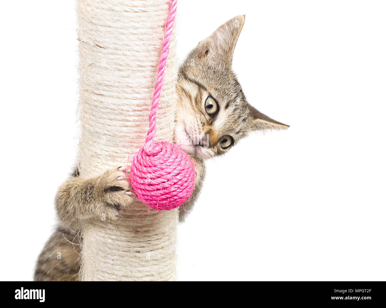 Isolated domestic Cut Out Stock Images & Pictures - Alamy