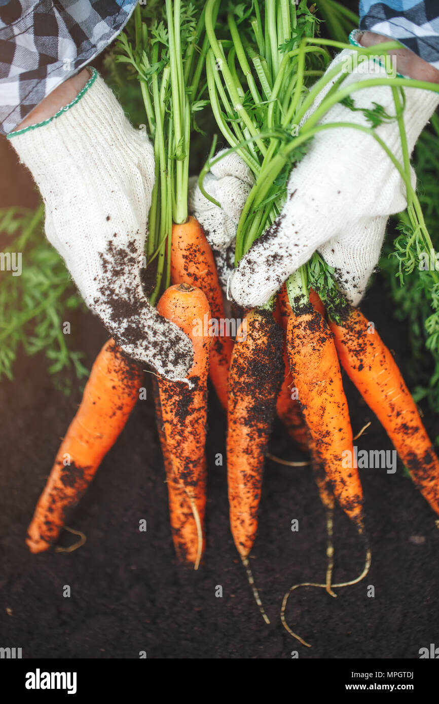 Fresh carrots picked from garden in hands.Carrots on garden ground ...