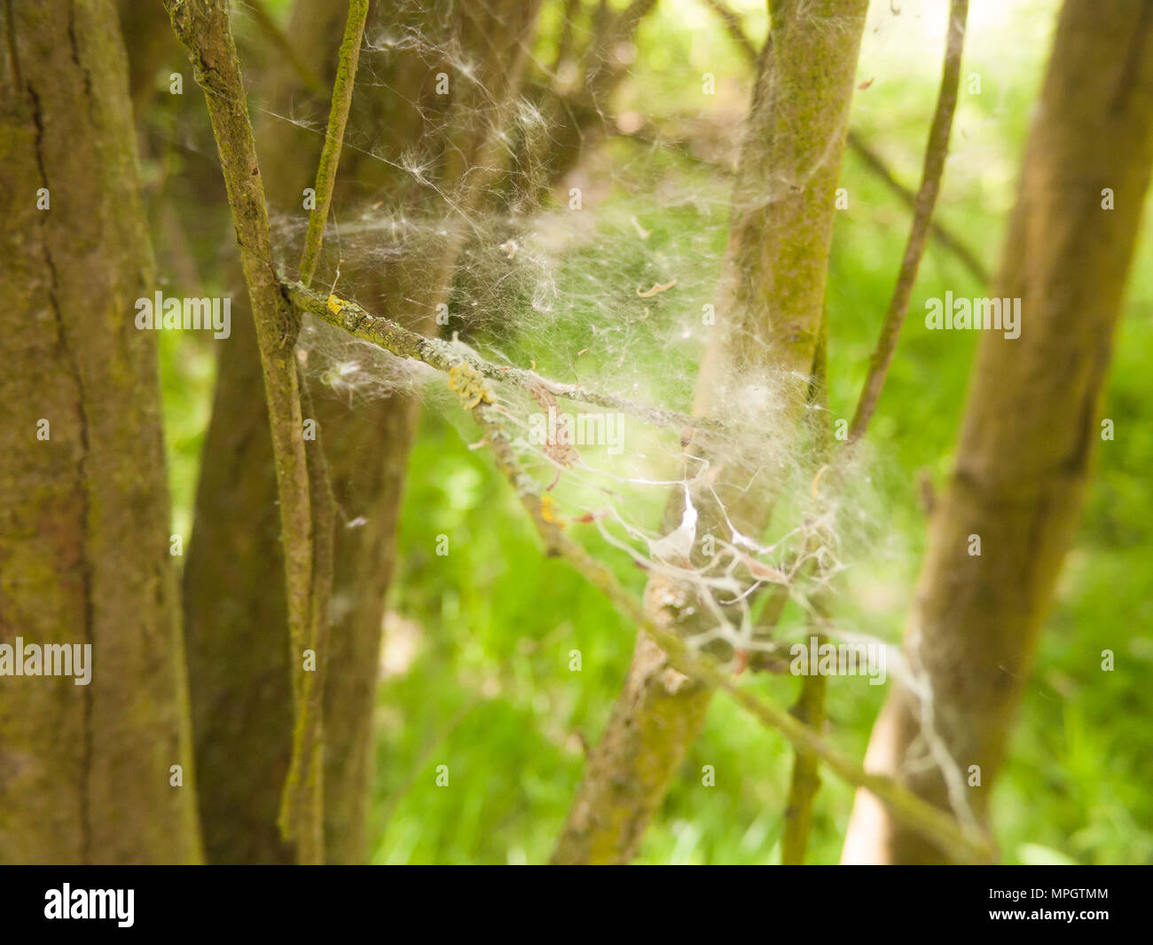 close of white spider fluff spring hanging tree branches texture danger ...