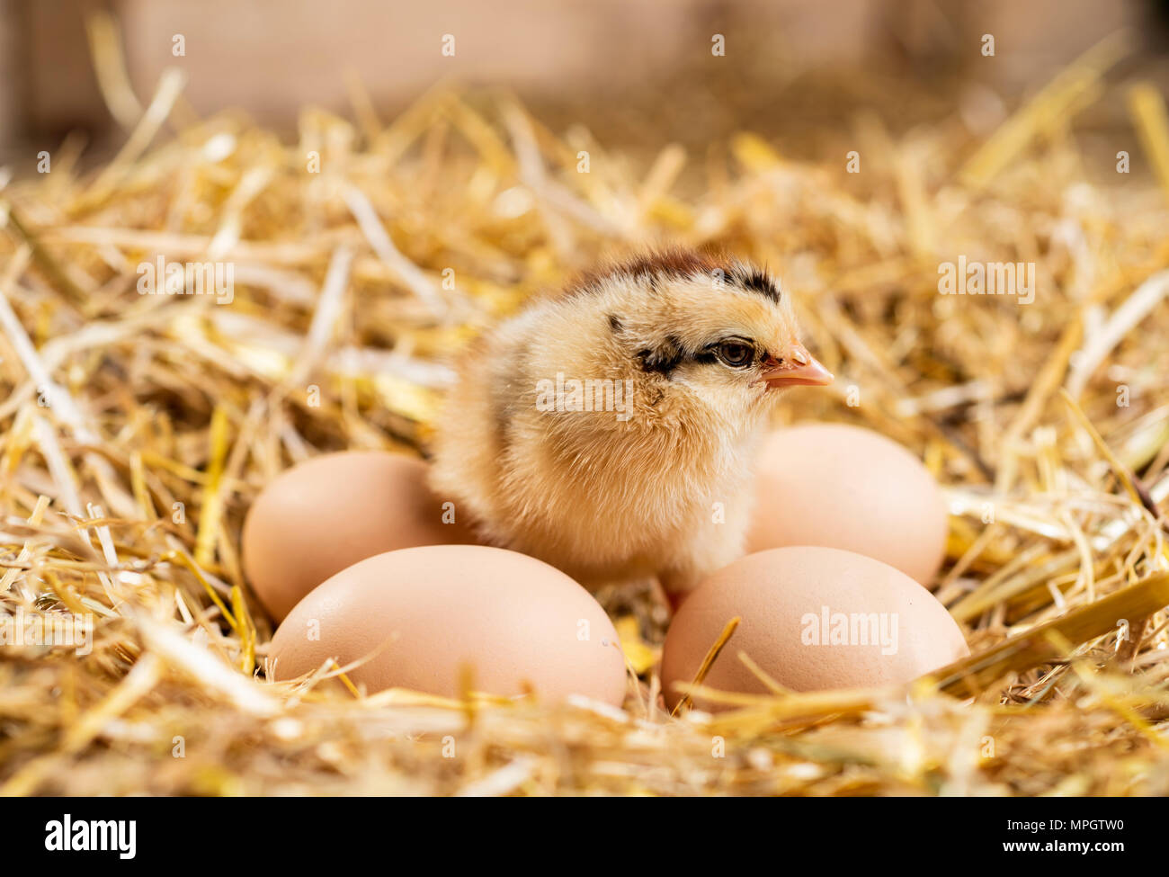Baby chicken egg hi-res stock photography and images - Alamy