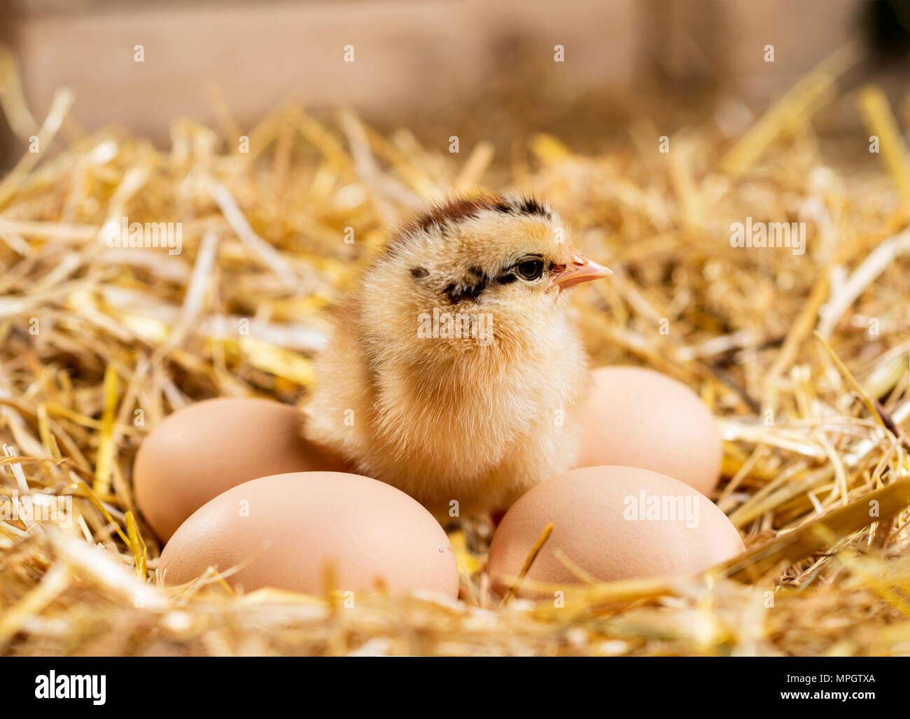 Hatched chicken egg nest hi-res stock photography and images - Alamy