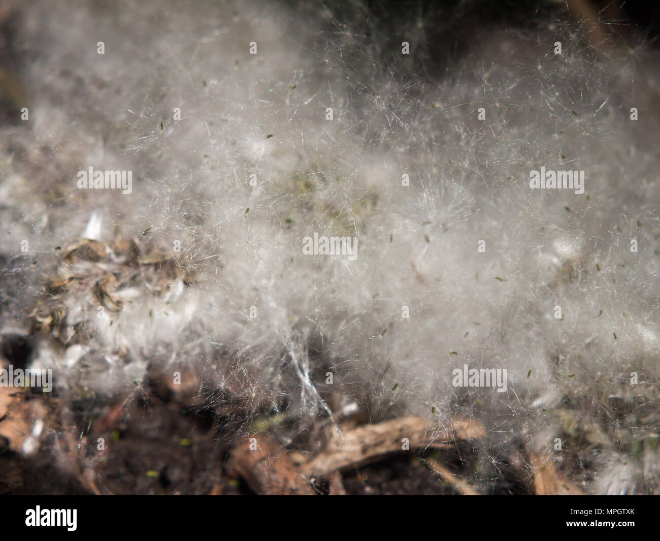 white catkin blossom spring fluff floor cotton wisp close up texture ...