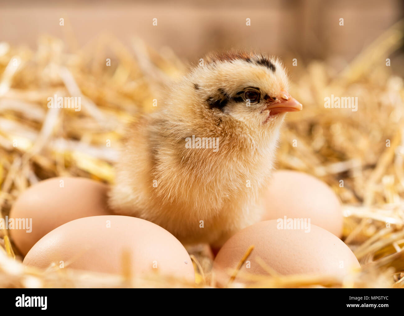 Baby chicks in straw nest hi-res stock photography and images - Alamy