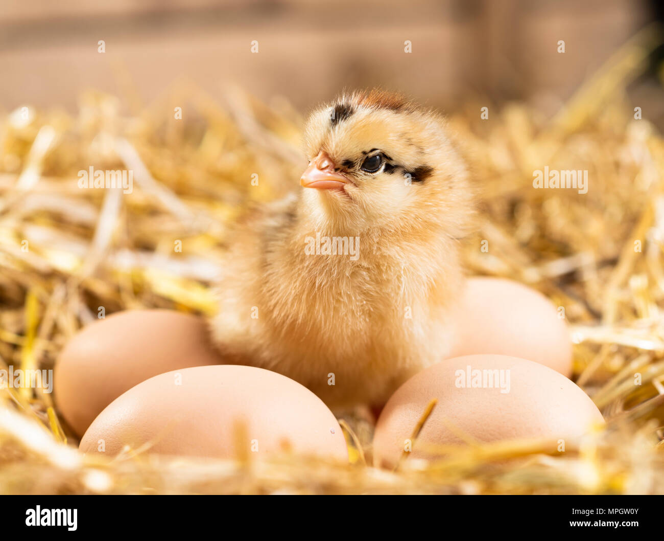 New born chick in straw nest Stock Photo - Alamy
