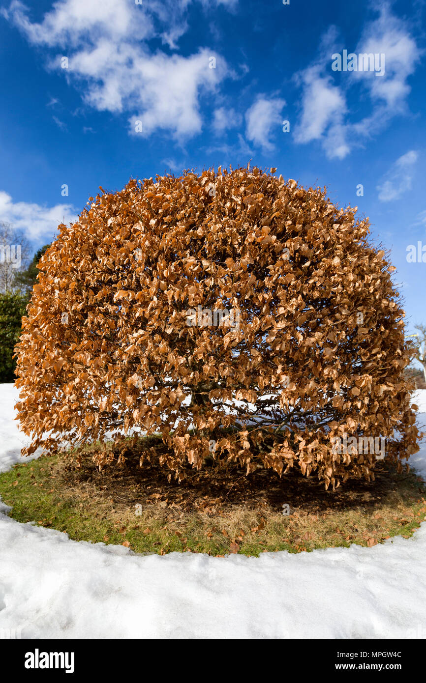Round shaped leaves hi-res stock photography and images - Alamy