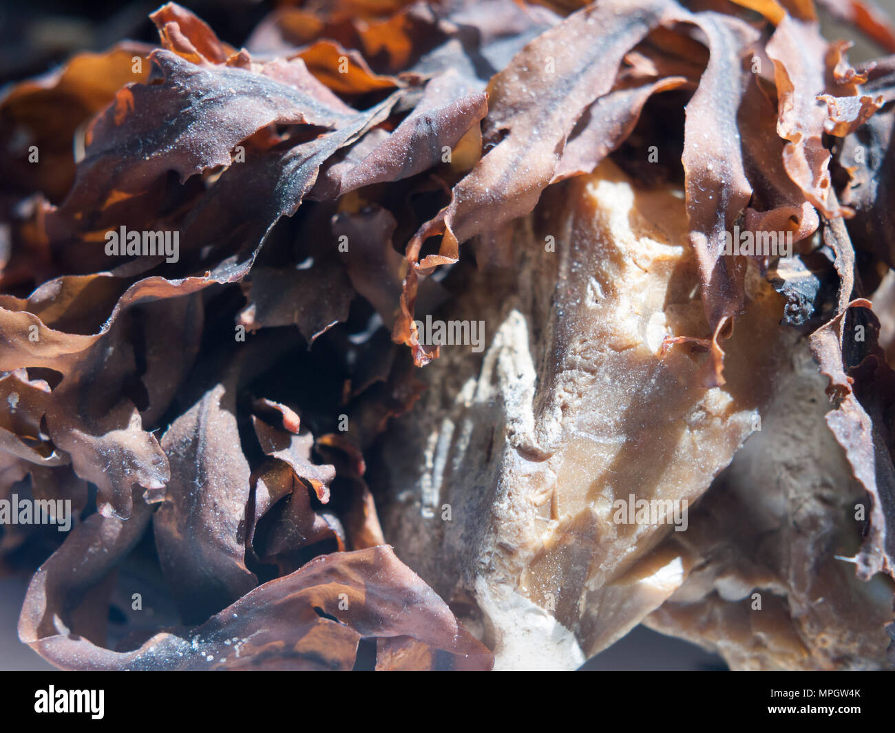 Edible seaweed england hi-res stock photography and images - Alamy