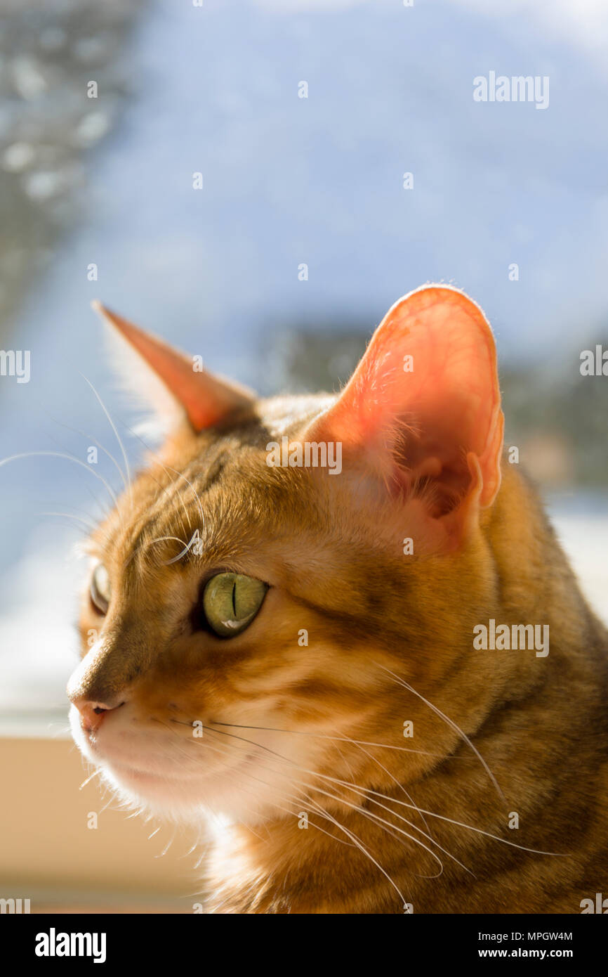 Beautiful female Bengal Cat portrait resting in sunlight by window ...