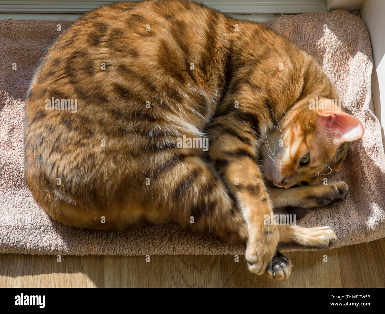 Beautiful female Bengal Cat portrait resting curled up in sunlight by ...