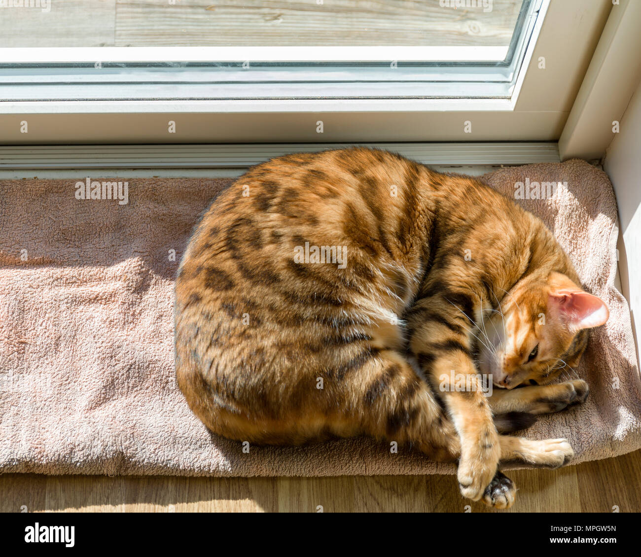 Beautiful female Bengal Cat portrait resting curled up in sunlight by ...