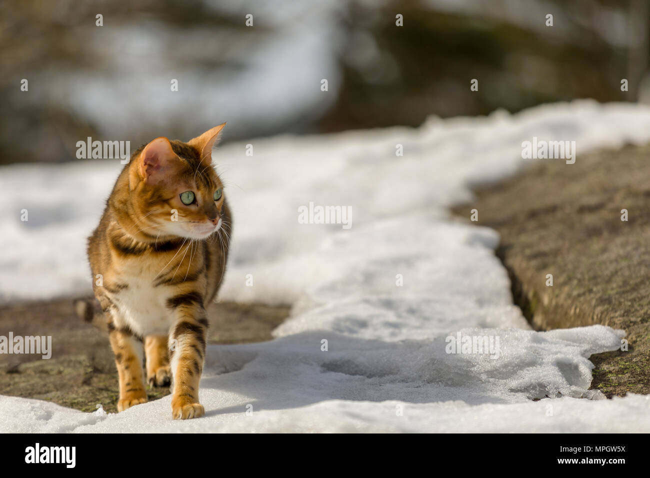 Snow Bengal Cats High Resolution Stock Photography and Images - Alamy