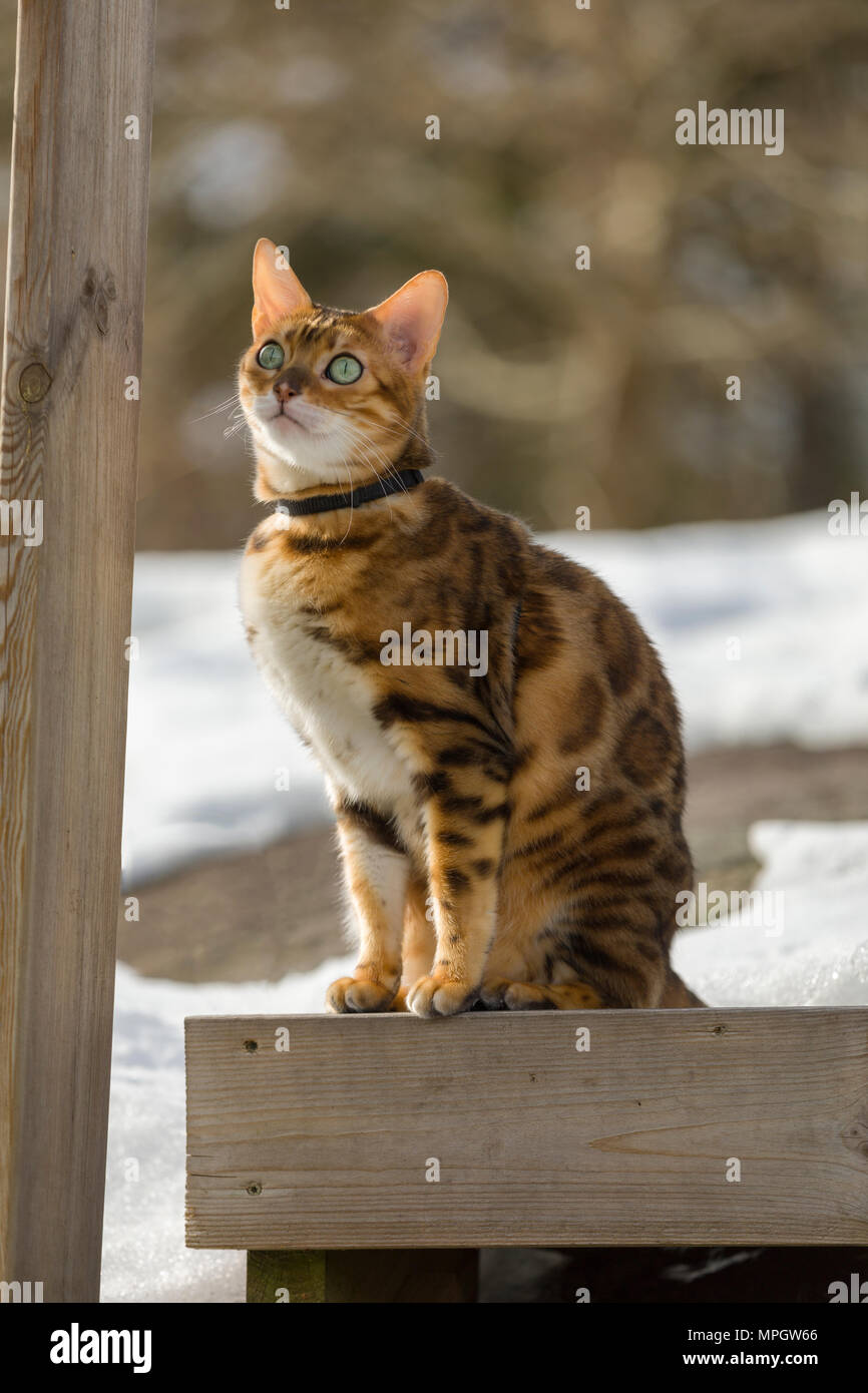 Beautiful female Bengal cat outdoors in snow in the winter Stock Photo ...