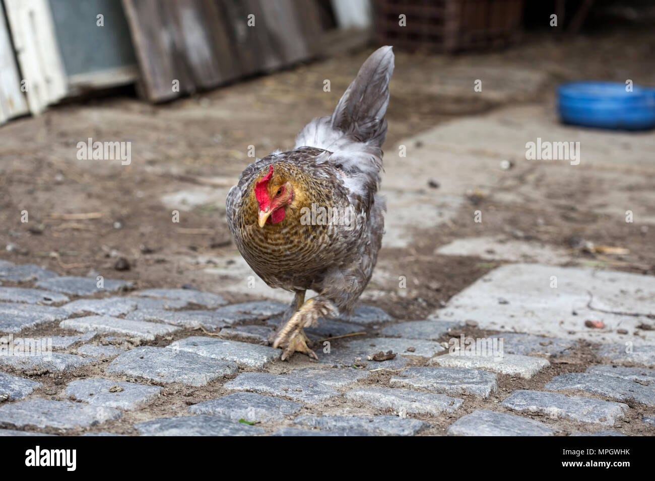 Hen walking hi-res stock photography and images - Alamy