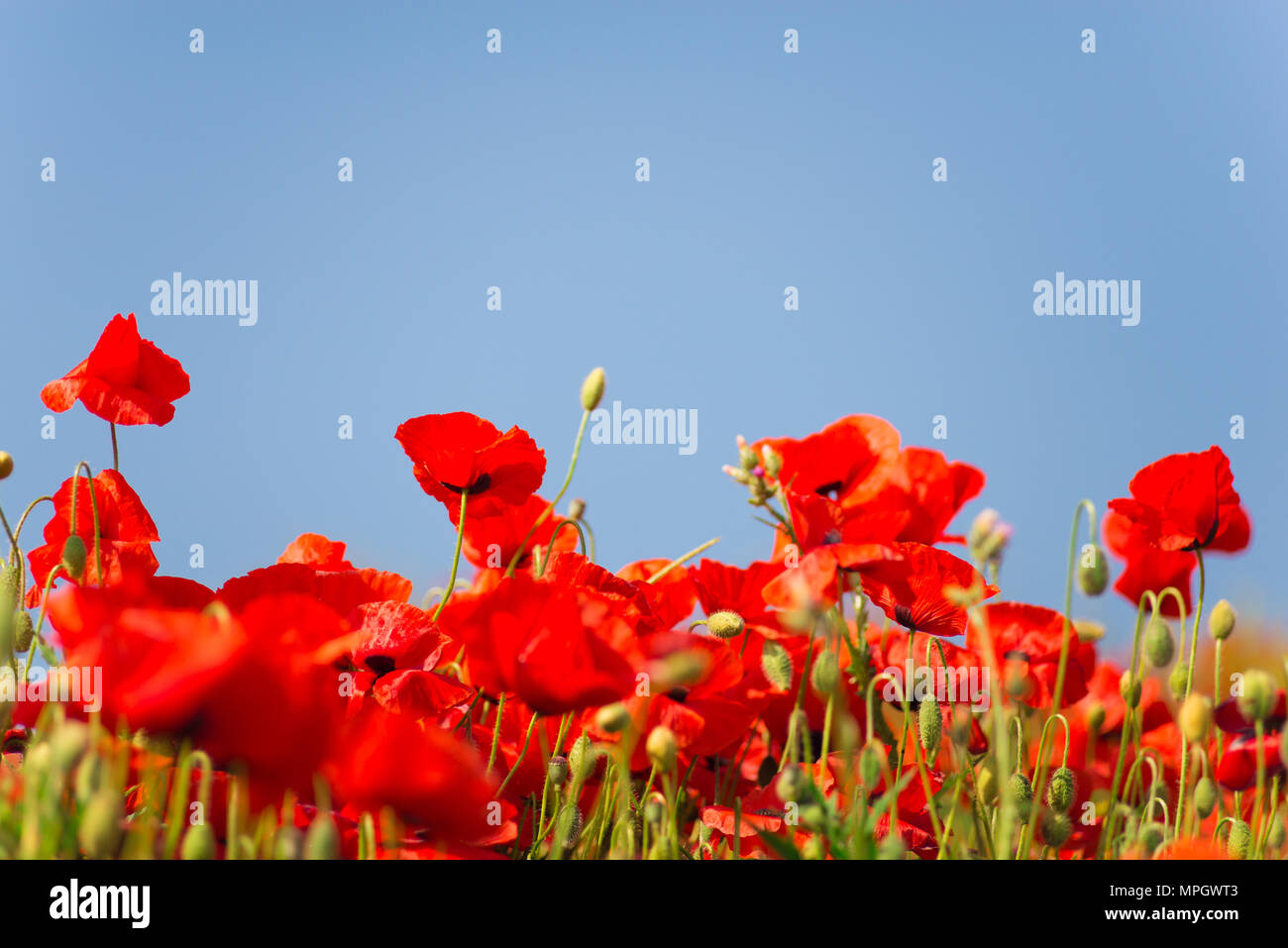 Remembrance day, Anzac Day, serenity. Opium poppy, botanical plant ...