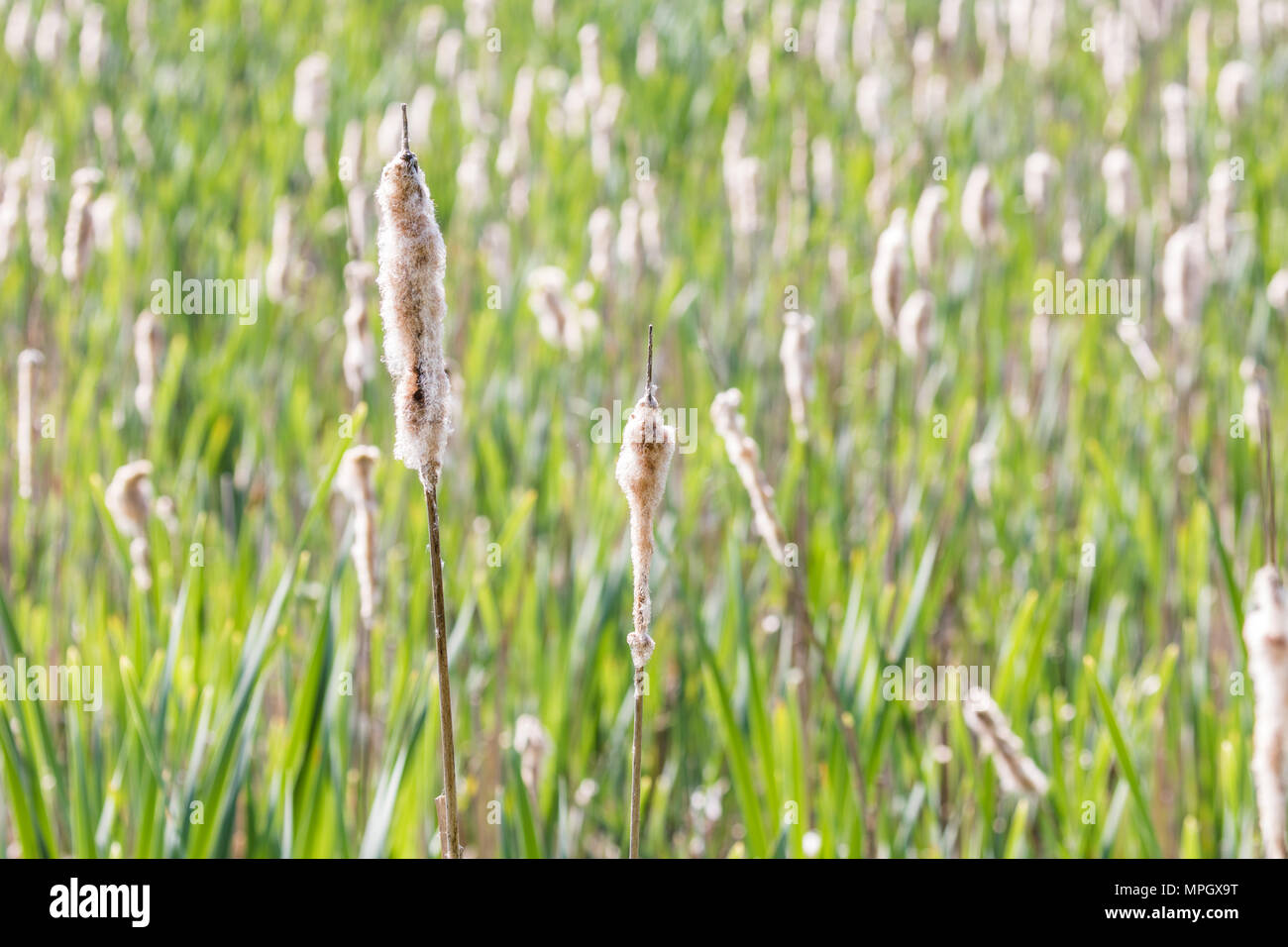Reeds and bulrushes at the lakeside, RSPB Middleton Lakes ...