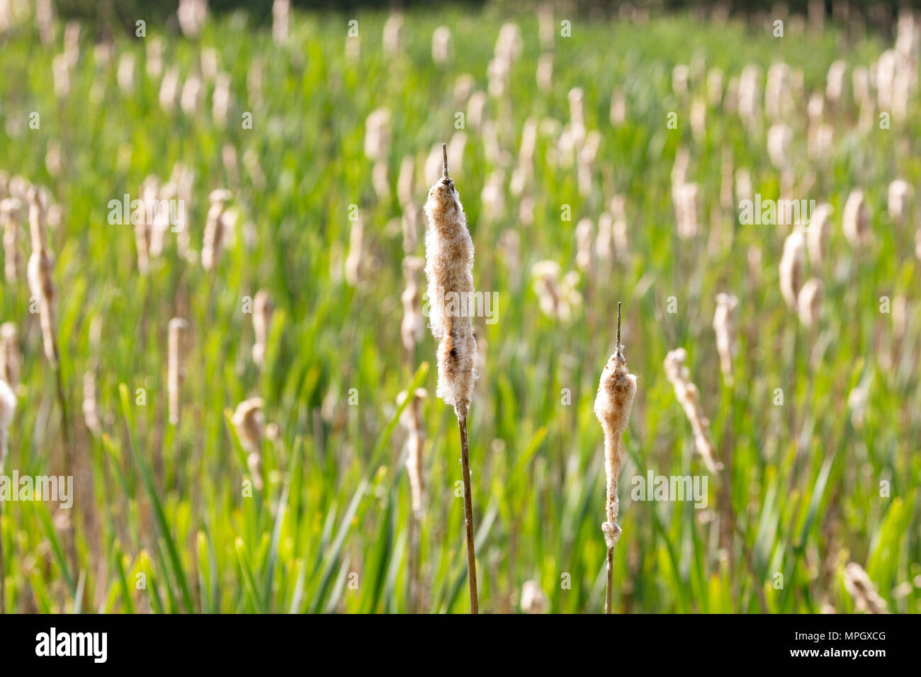 Bulrushes and reeds hi-res stock photography and images - Alamy