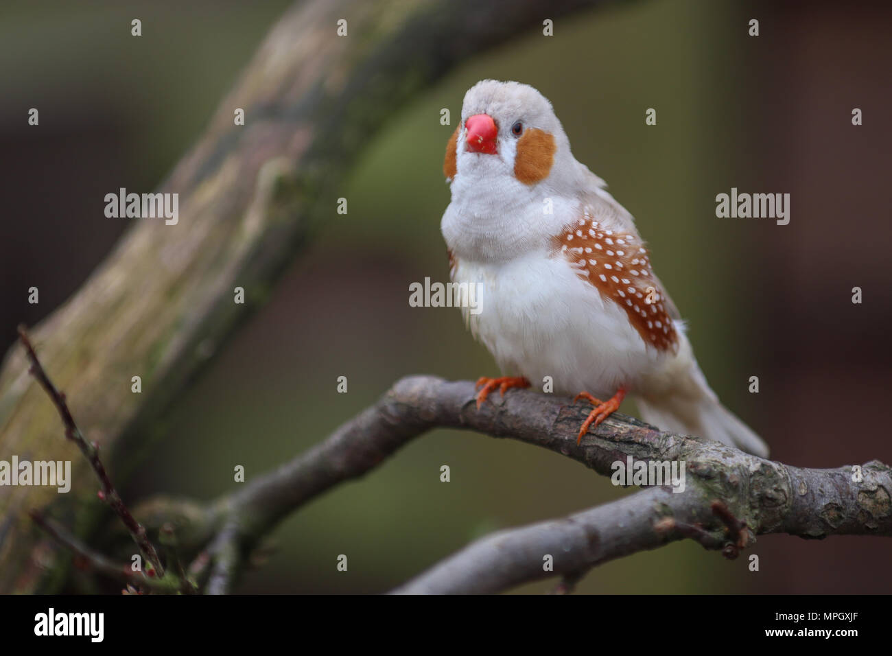 Australian Zebra Finch looks on from tree branch at Twycross Zoo, UK ...