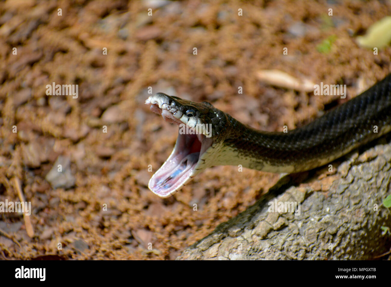 Venomous Snake Fangs Stock Photos & Venomous Snake Fangs Stock Images ...