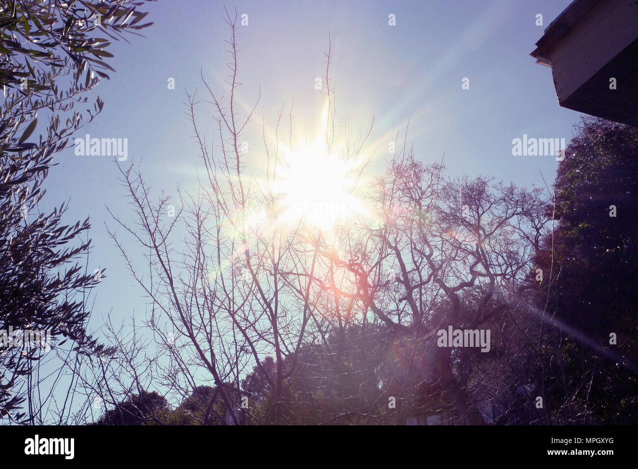 Sunlight going through plants and creating lensflare Stock Photo - Alamy