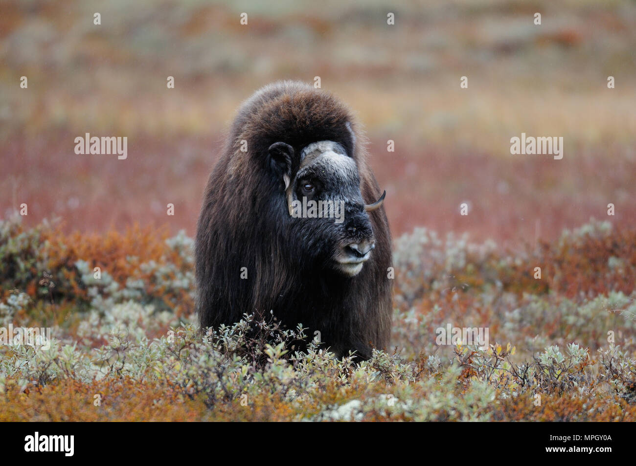 Musk ox in the autumm tundra, dovrefjell, norway, (ovibos moschatus ...