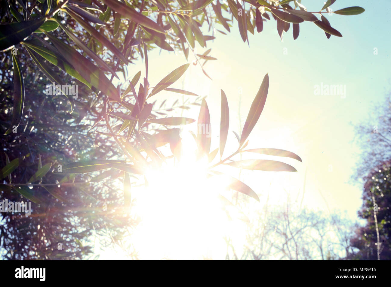 Sunlight going through plants and creating lensflare Stock Photo - Alamy