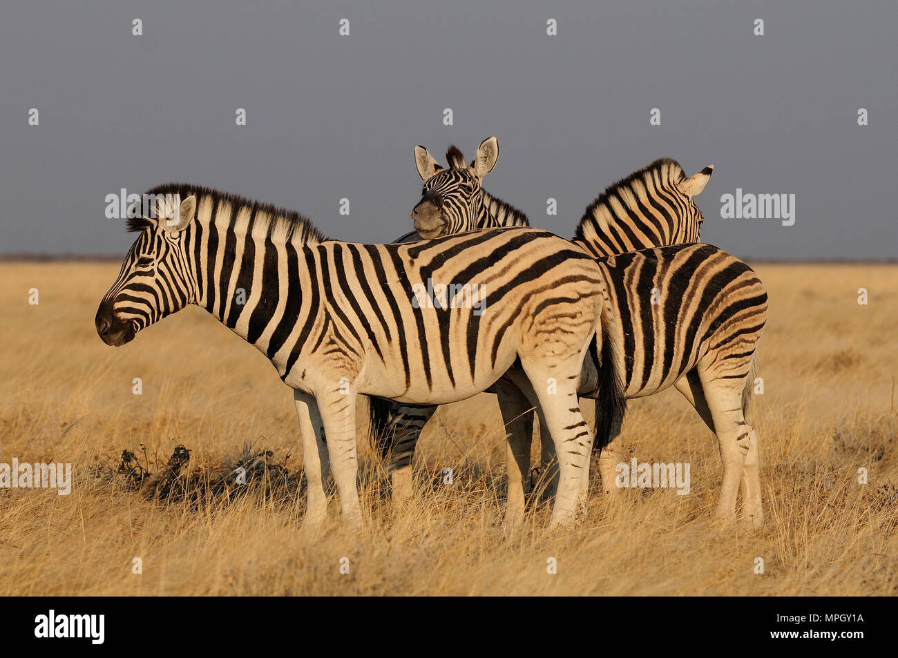 Burchell's zebra friends in the grassland, etosha nationalpark, namibia ...