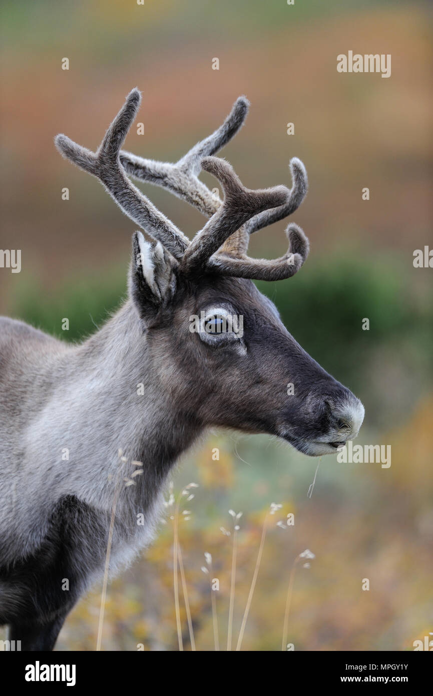 Reindeer head hi-res stock photography and images - Alamy