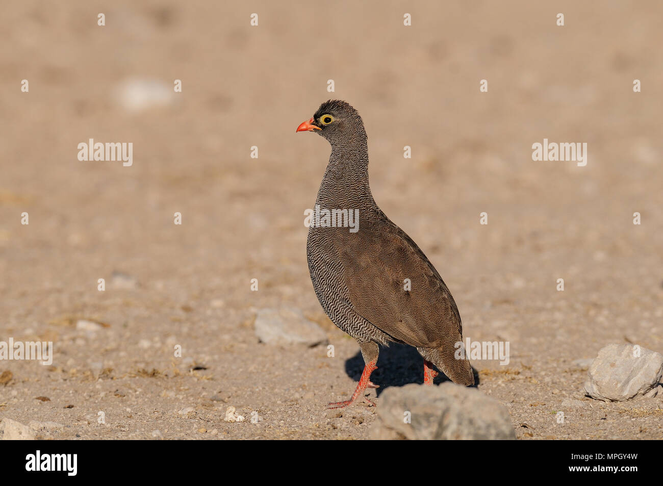 Francolinus adspersus hi-res stock photography and images - Alamy