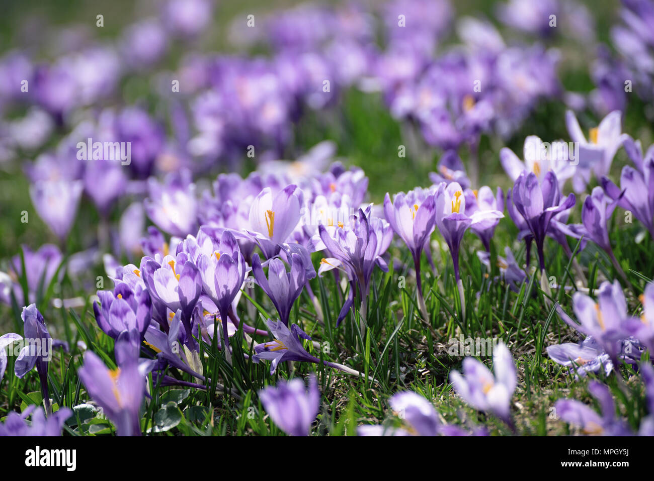 Beautiful violet crocus flowers growing in the grass, the first sign of ...