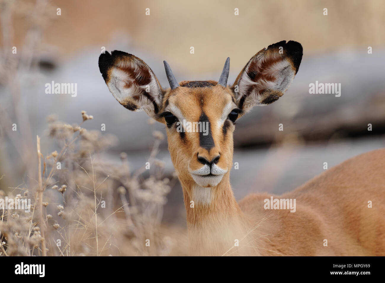 Impala head hi-res stock photography and images - Alamy