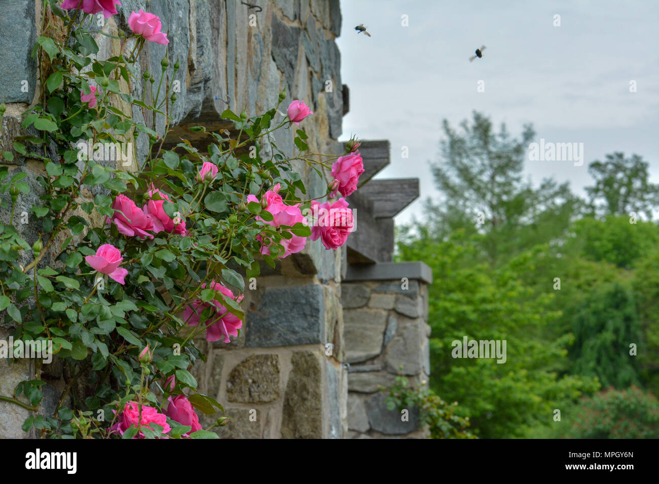 Pink Climbing Roses On Stone High Resolution Stock Photography and ...