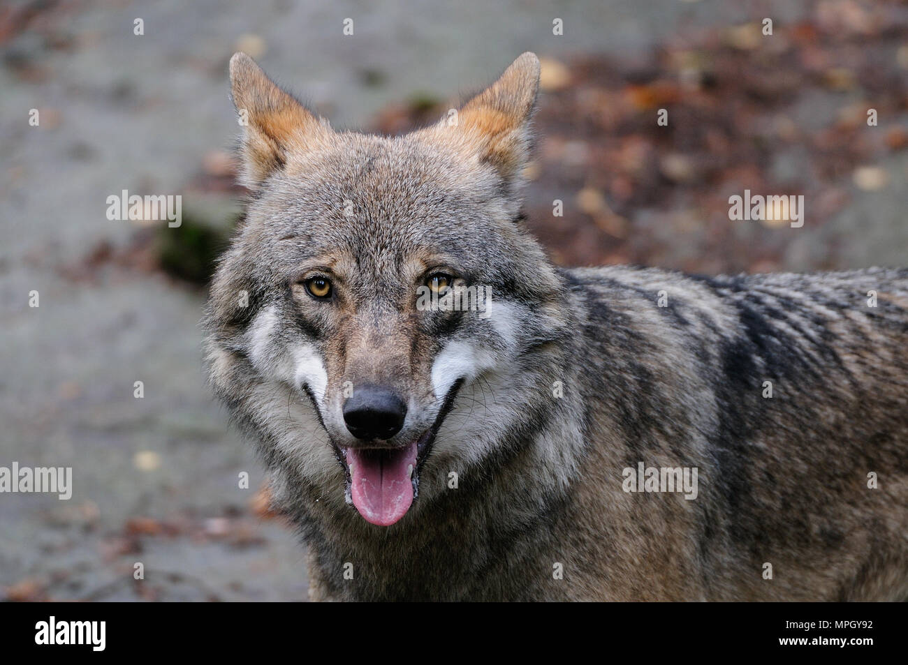 Wolf Sweden High Resolution Stock Photography and Images - Alamy