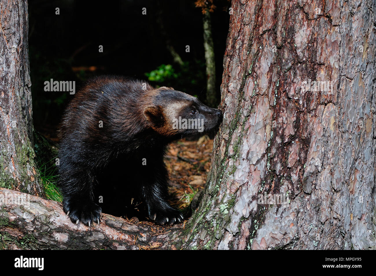 Wolverine in a north forest, sweden, (gulo gulo Stock Photo - Alamy