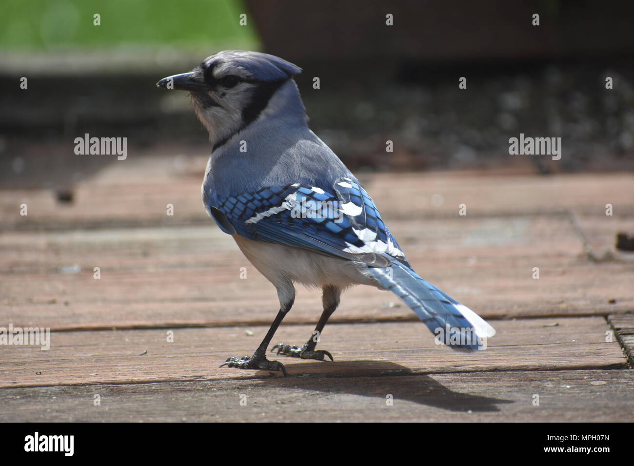 blue jay in the sun Stock Photo - Alamy