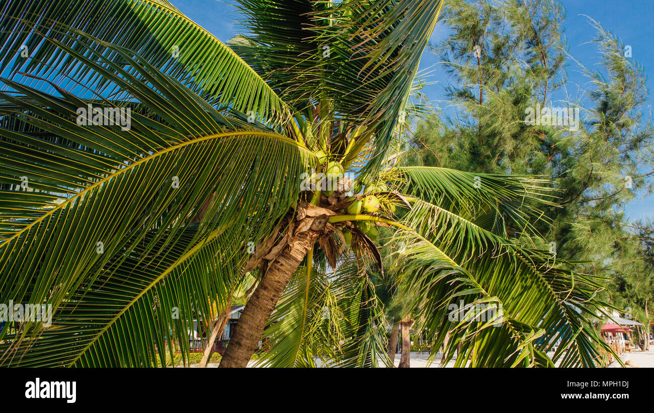 Coconut palm trees on the tropical beach Stock Photo - Alamy