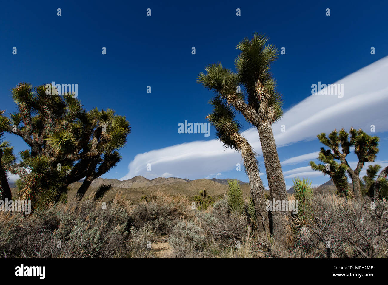 Joshua Trees near State Route 178 and Walker Pass in Kern County ...