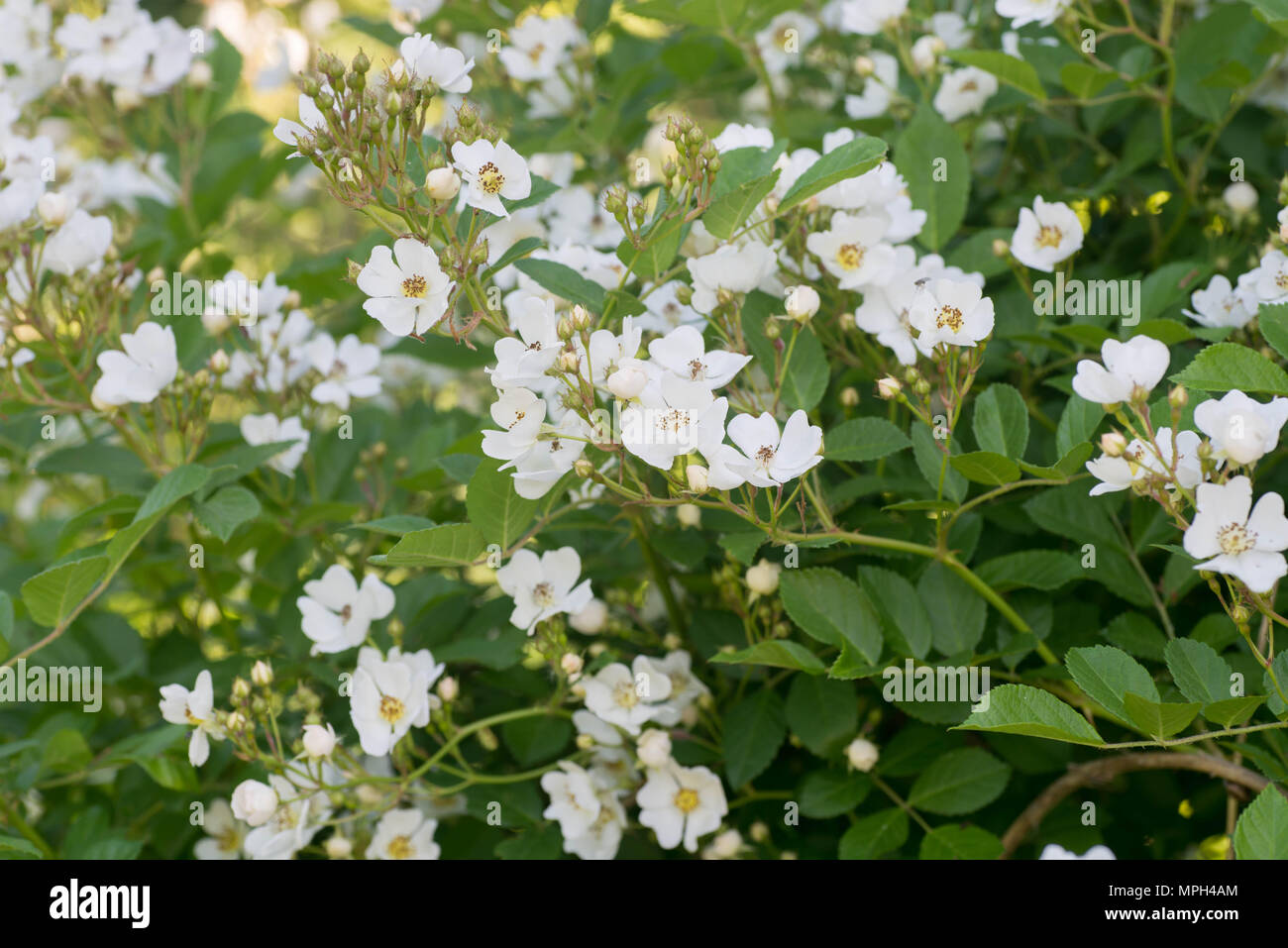 Small rose plant hi-res stock photography and images - Alamy