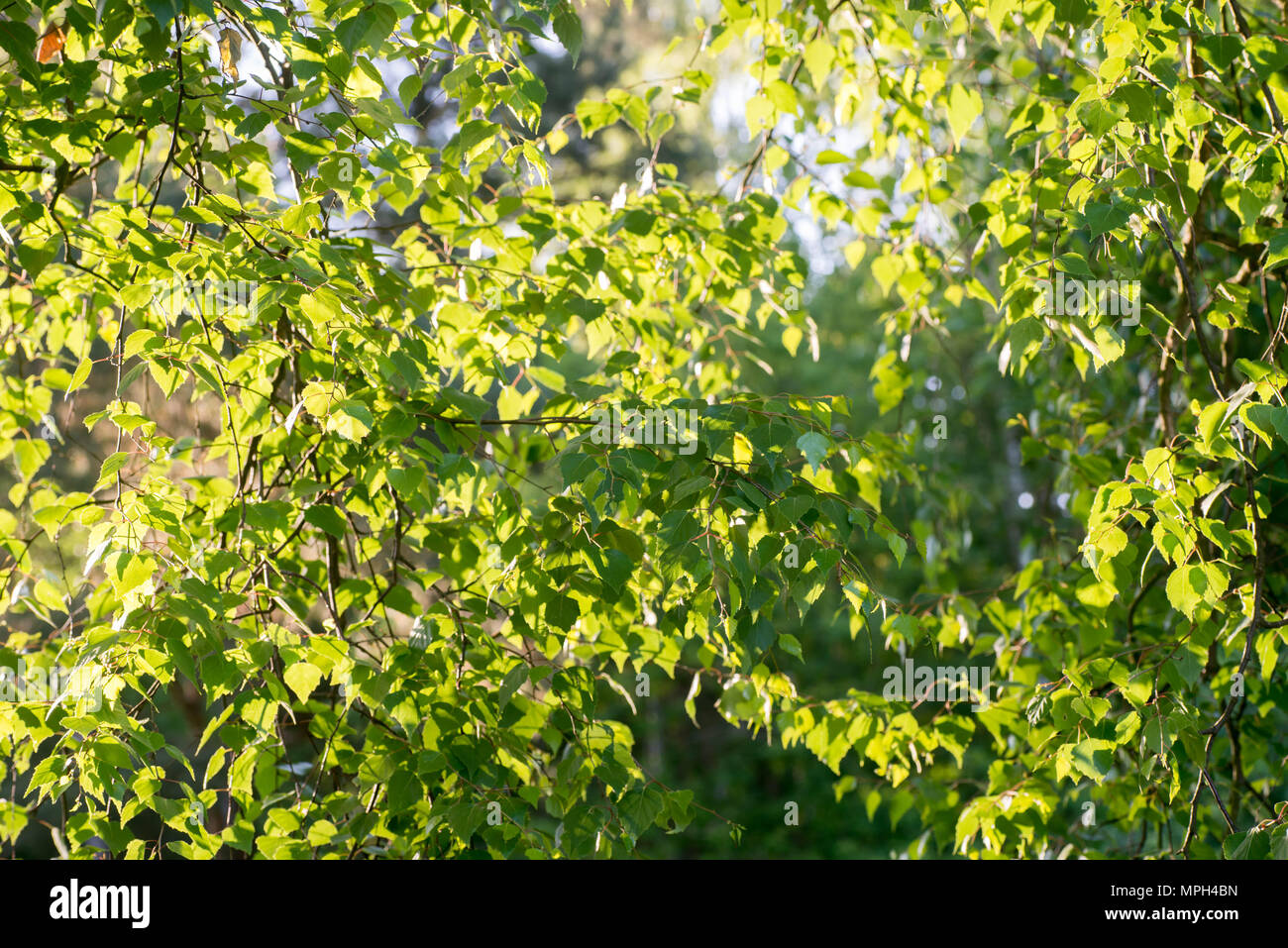 Spring birch tree hi-res stock photography and images - Alamy