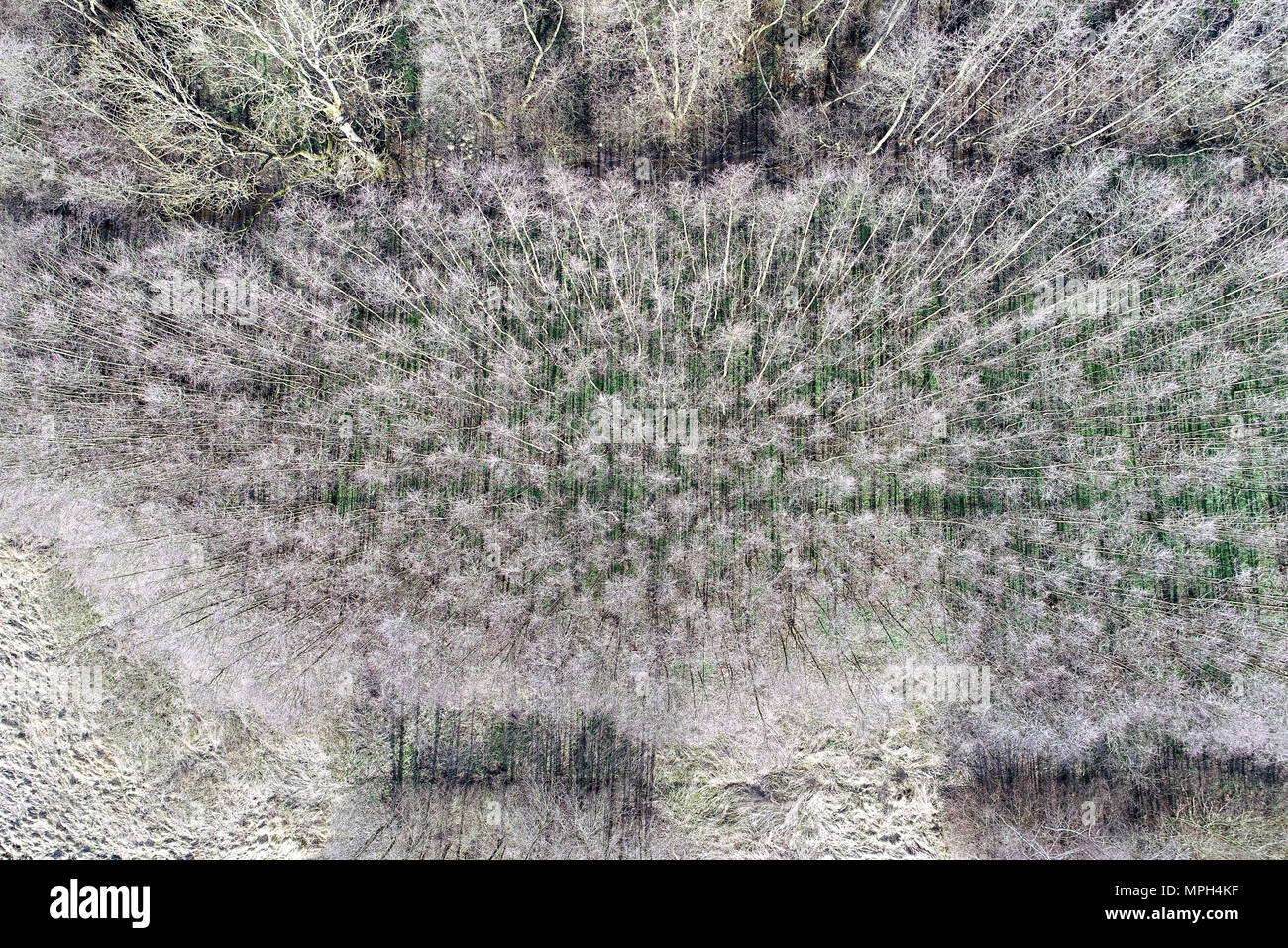 Greyish leave hi-res stock photography and images - Alamy