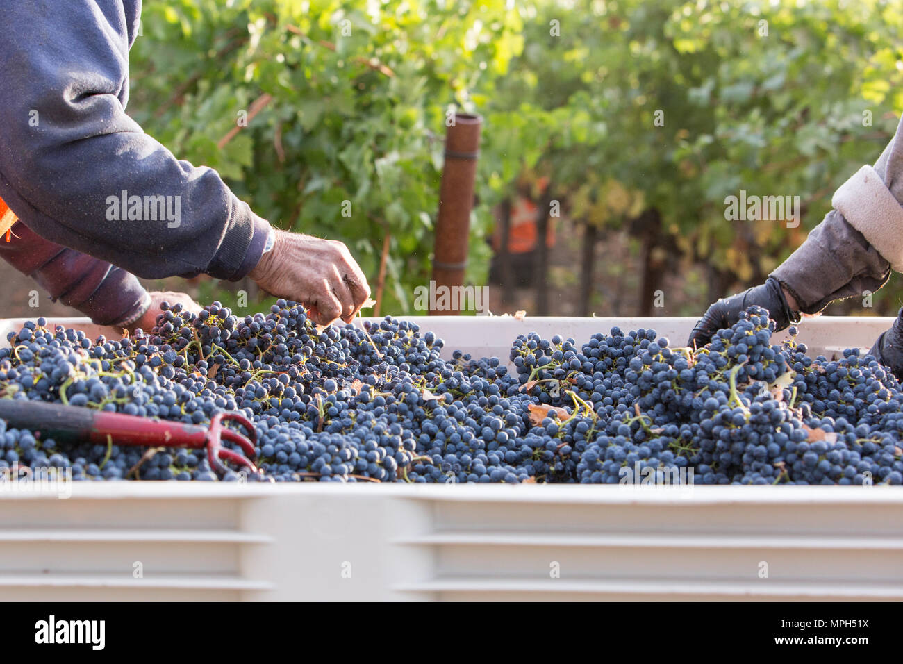 workers sorting wine grapes Stock Photo - Alamy