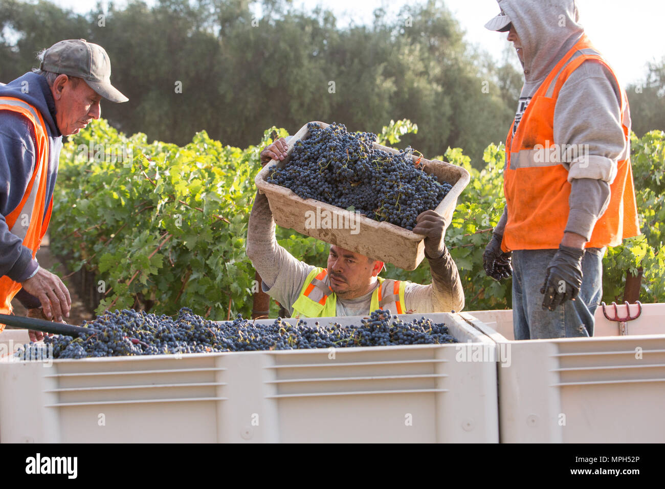 worker loading grapes for transport to winery Stock Photo - Alamy