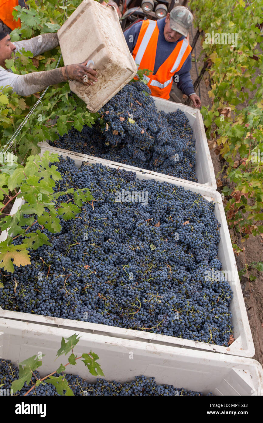 grapes being loaded into bins Stock Photo - Alamy