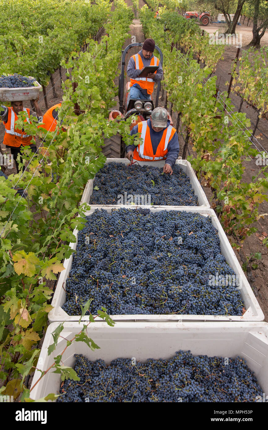 grapes being loaded into bins Stock Photo - Alamy