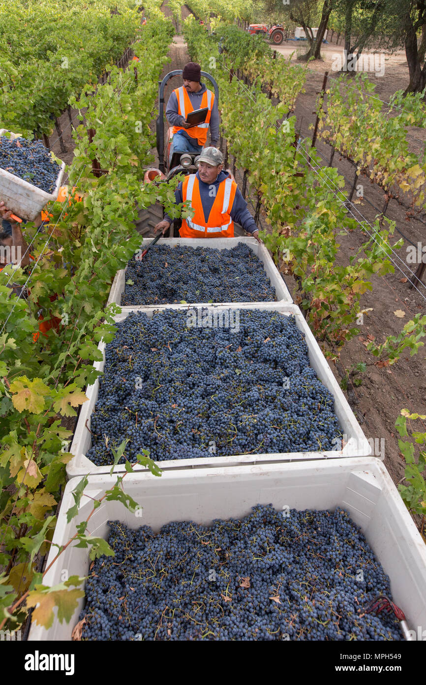 grapes being loaded into bins Stock Photo - Alamy