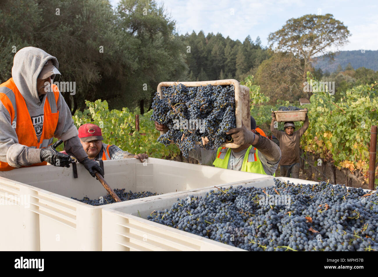 worker loading wine grapes for transport to winery Stock Photo - Alamy