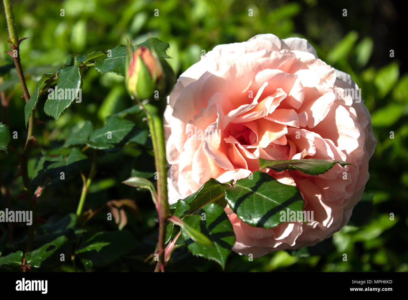 Garden rose spring flowers hi-res stock photography and images - Alamy