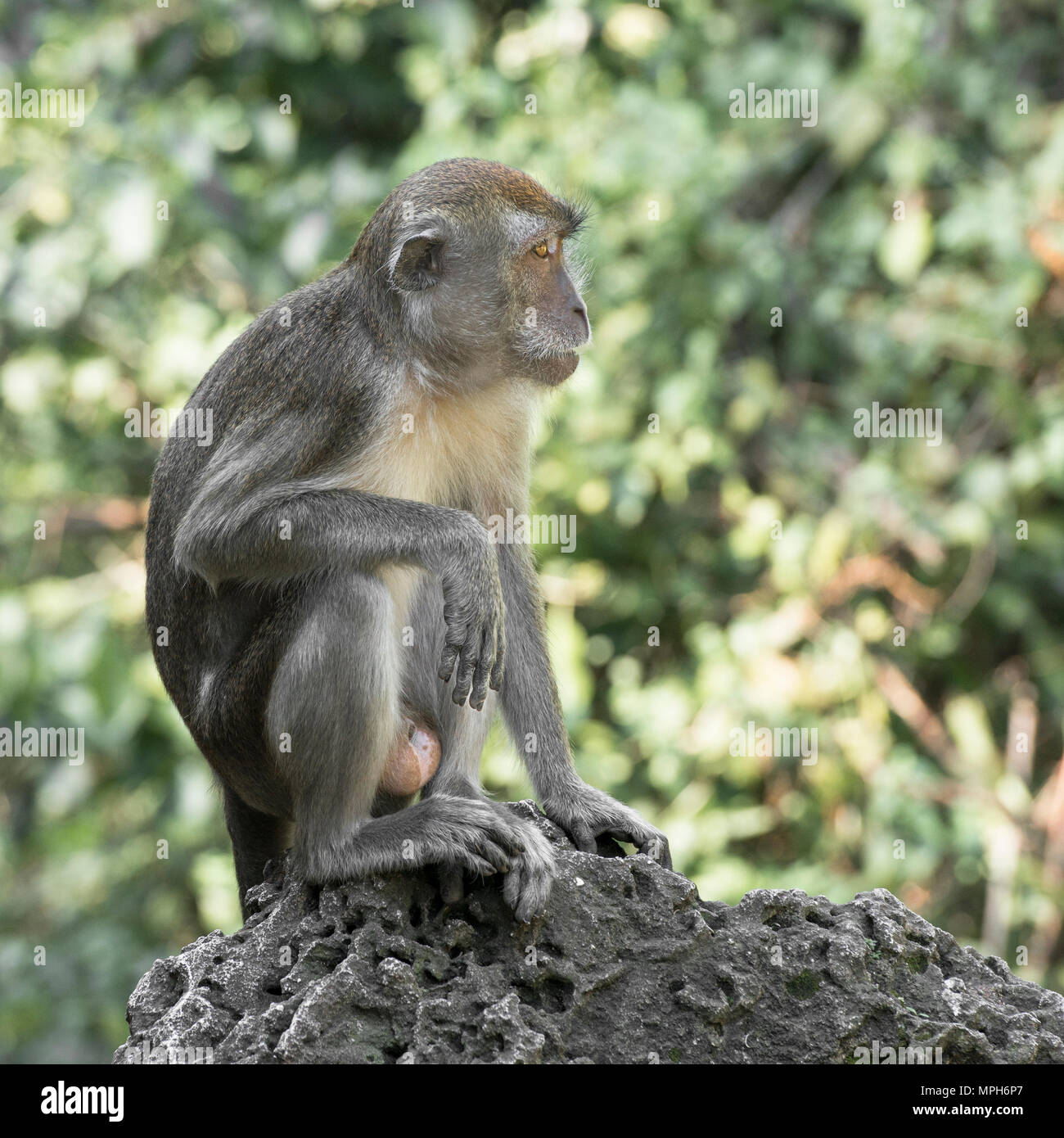 Girl From Miami Monkey