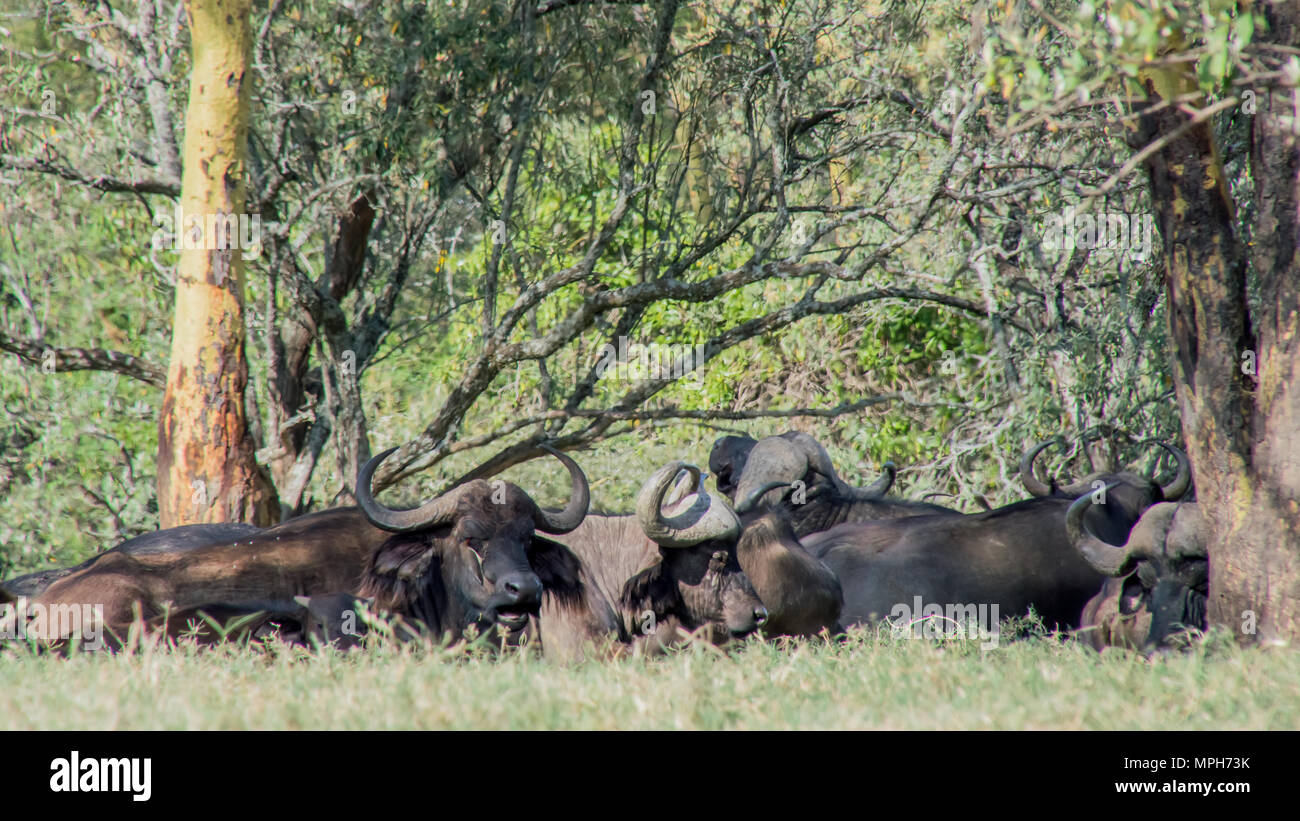Buffalo resting under tree hi-res stock photography and images - Alamy