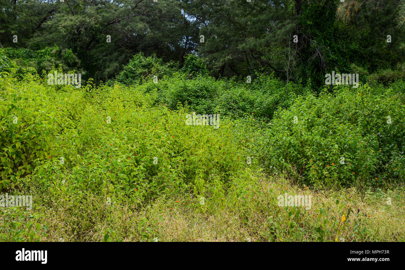 Green trees at forest in Lombok Island, Indonesia Stock Photo - Alamy