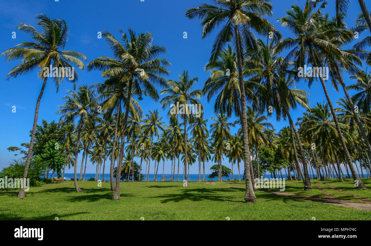 Nursery coconut trees hi-res stock photography and images - Alamy