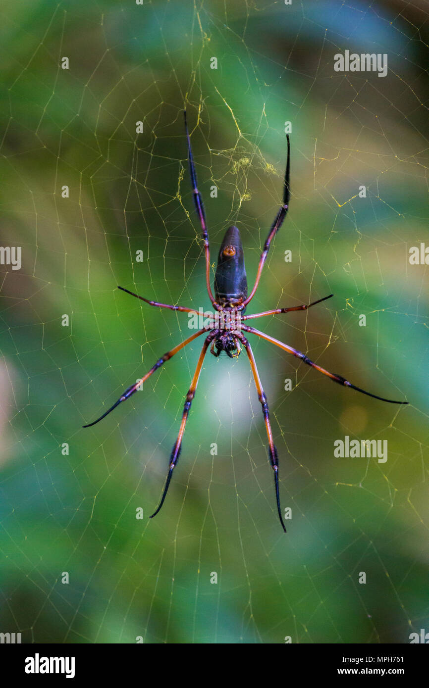 Golden orb weaver spider hi-res stock photography and images - Alamy